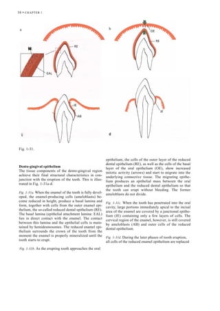 Clinical periodontology and implant dentistry 2003.pdf