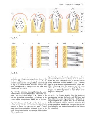 Clinical periodontology and implant dentistry 2003.pdf