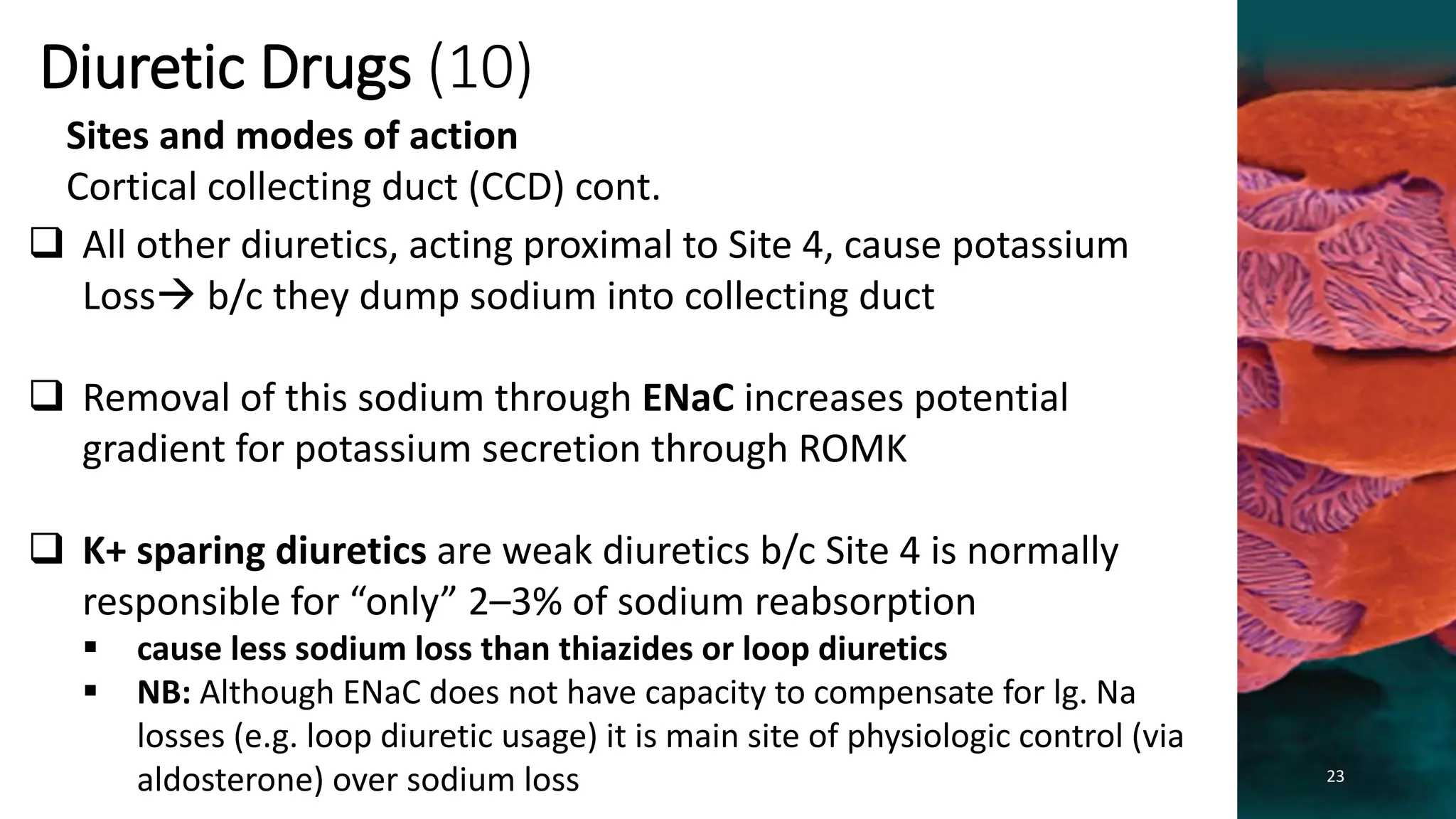 Clinical Pharmacology of Drugs Used to Affect Renal Function | PPTX