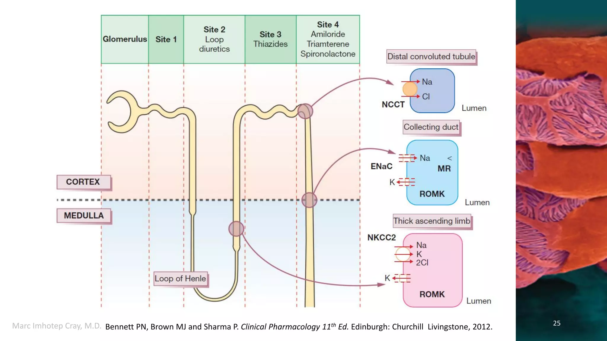 Clinical Pharmacology of Drugs Used to Affect Renal Function | PPTX