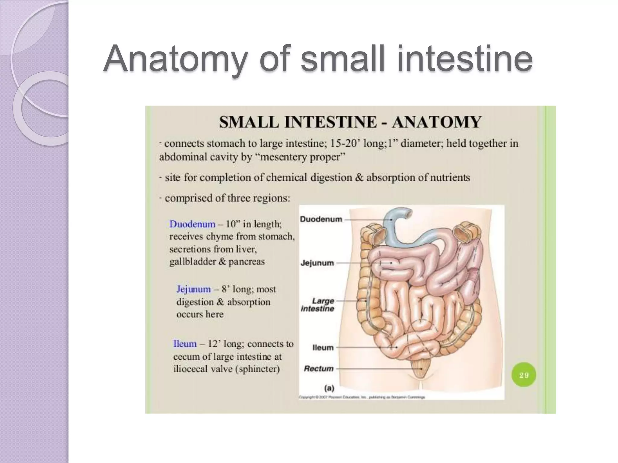 Clinical presentation on enteric fever | PPTX