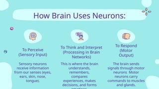 CLINICAL PSYCH, PARTS OF THE BRAIN PPT BY IMTEA | PPTX