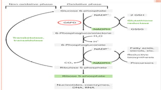 CLINICAL PATHOLOGY OF G6PDH DEFFICIENCYpptx | PPT