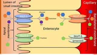 CLINICAL PATHOLOGY OF G6PDH DEFFICIENCYpptx | PPT