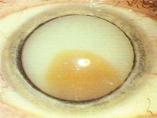 Clinical round test | PPT