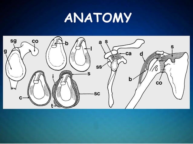Clinical shoulder examination-osce | PPTX | Death, Injury, or Military ...