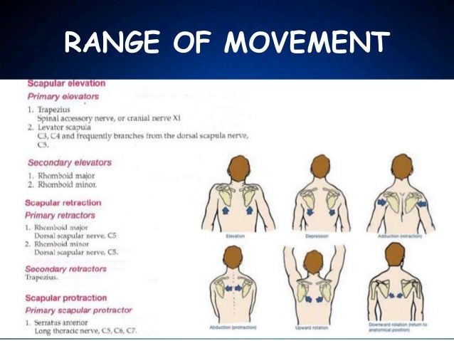 Clinical shoulder examination-osce