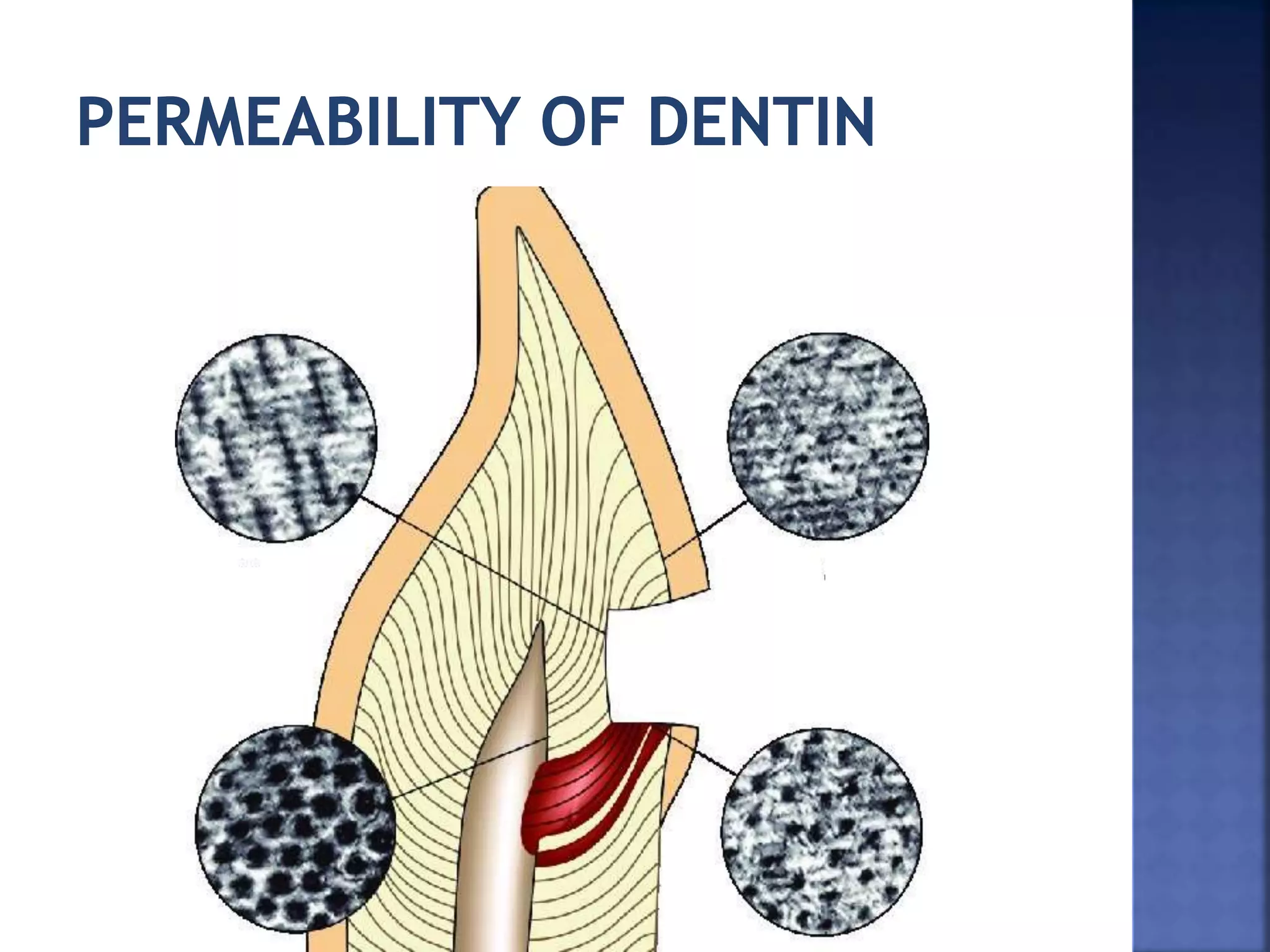 CLINICAL SIGNIFICANCE OF DENTIN.pptx