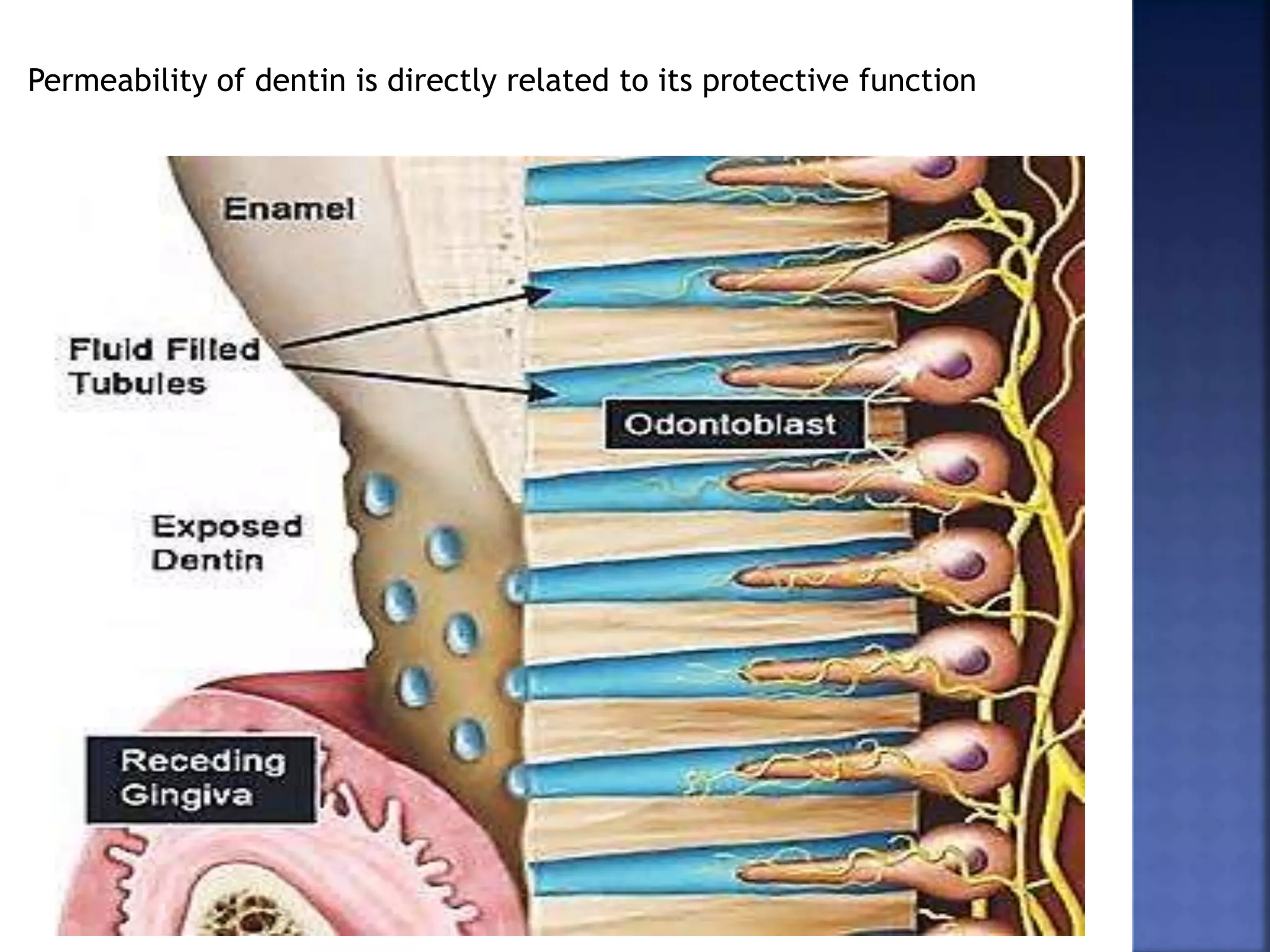 CLINICAL SIGNIFICANCE OF DENTIN.pptx