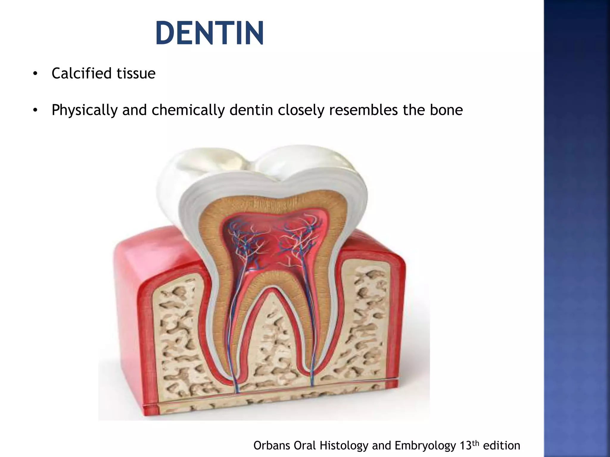 CLINICAL SIGNIFICANCE OF DENTIN.pptx