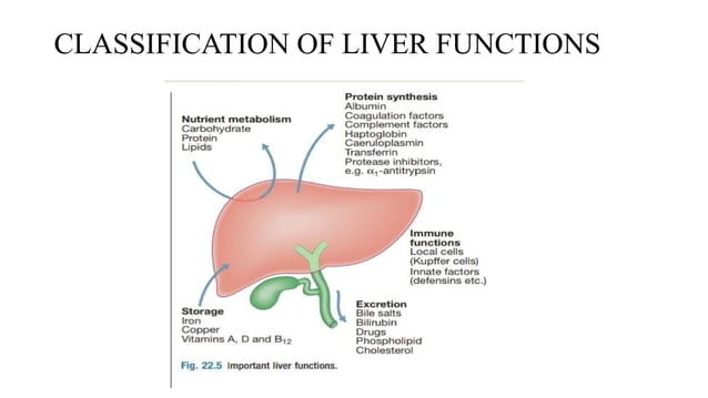 CLINICAL SIGNIFICANCE OF LIVER FUNCTION TEST.pptx | Free Download