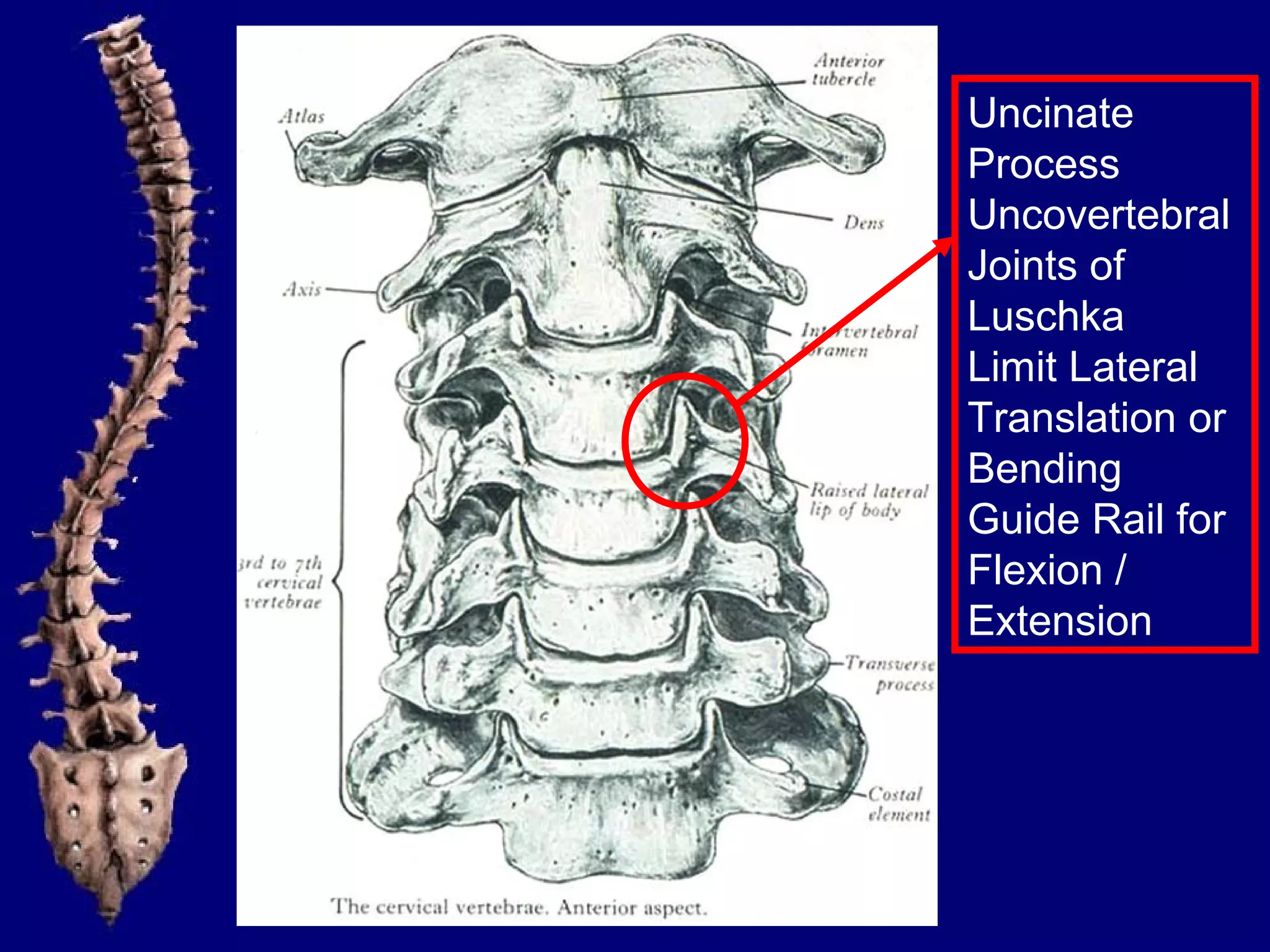 Clinical spinal anatomy for students v2 | PPT