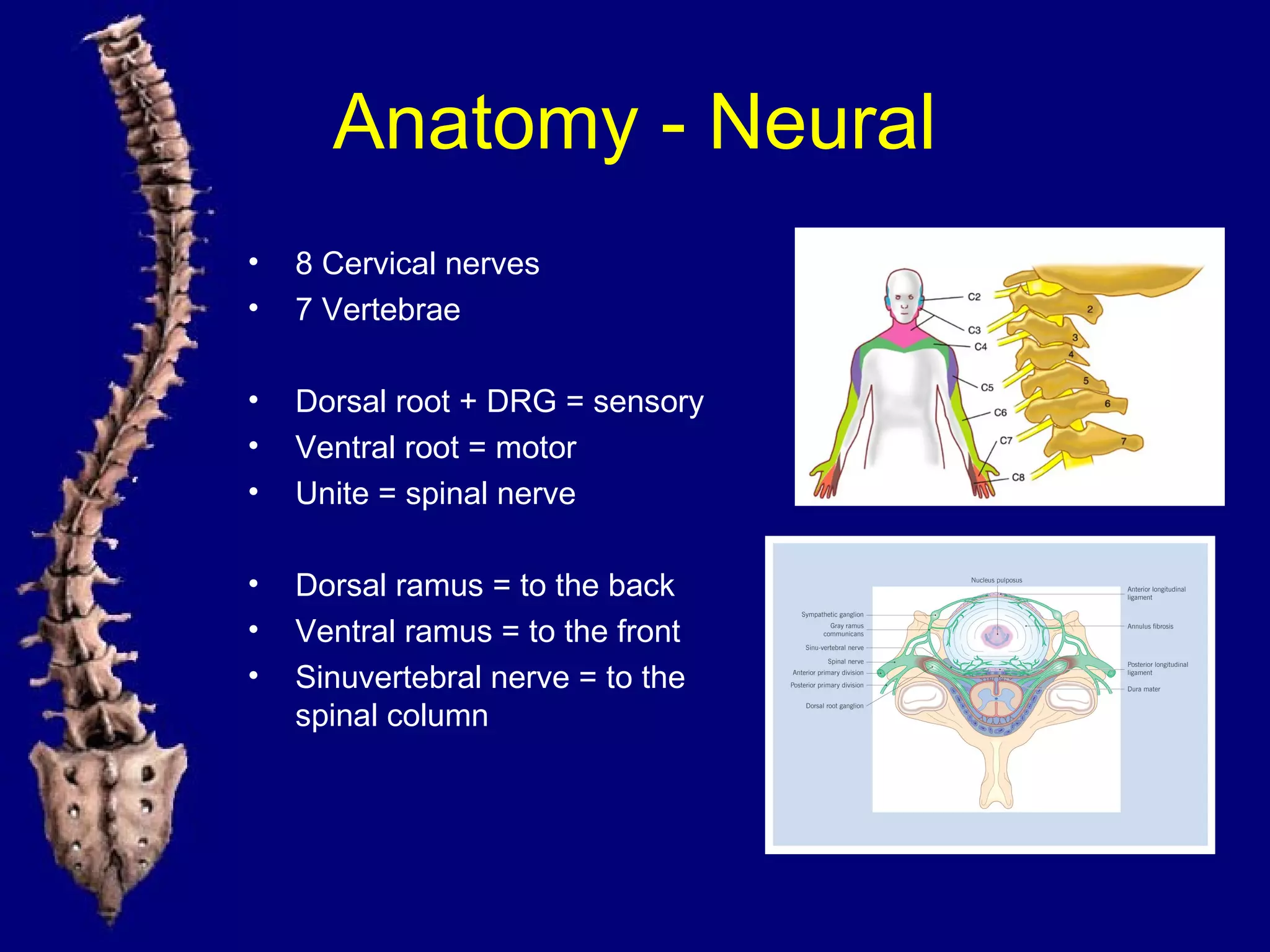 Clinical spinal anatomy for students v2 | PPT