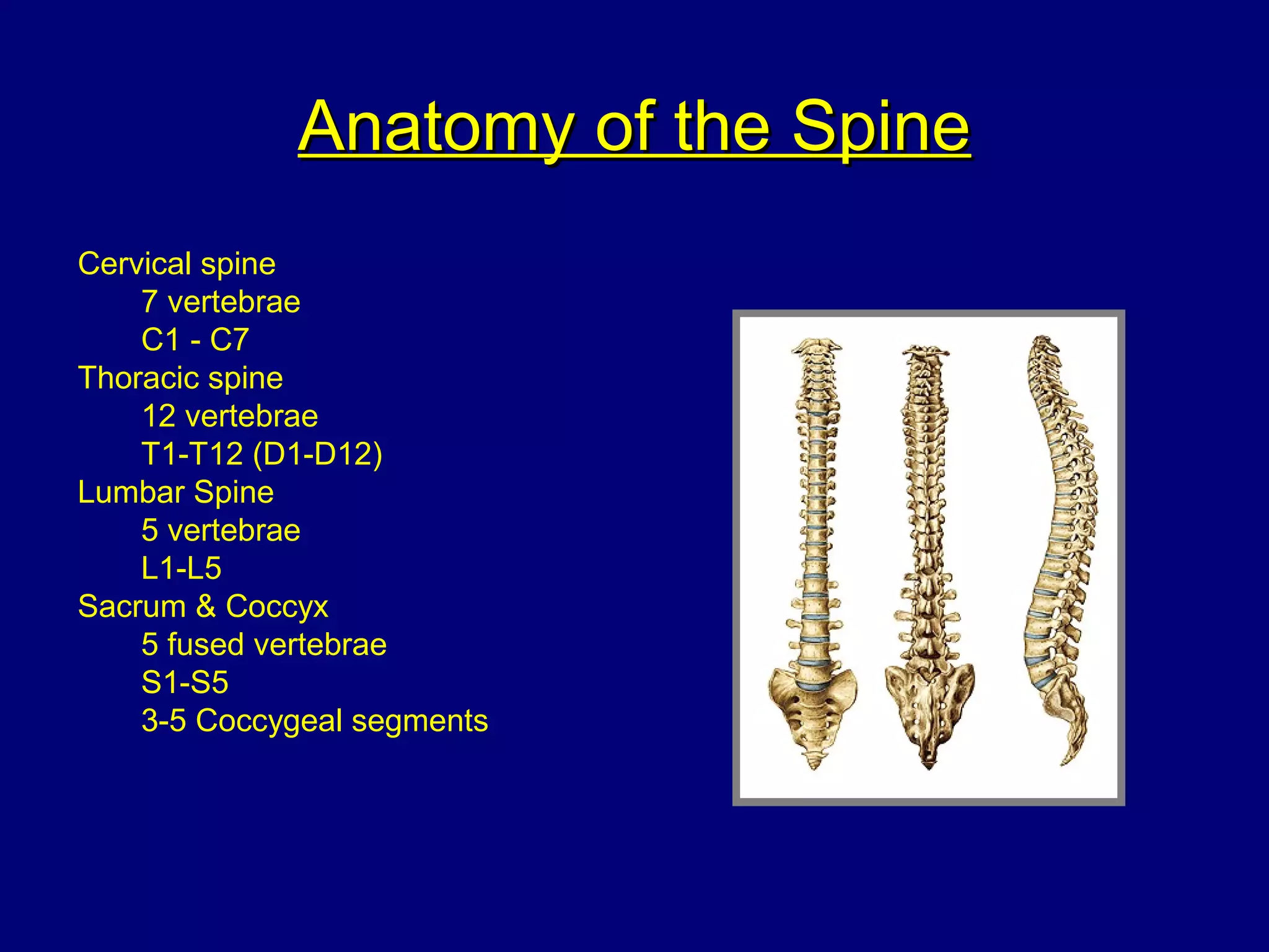 Clinical spinal anatomy for students v2 | PPT