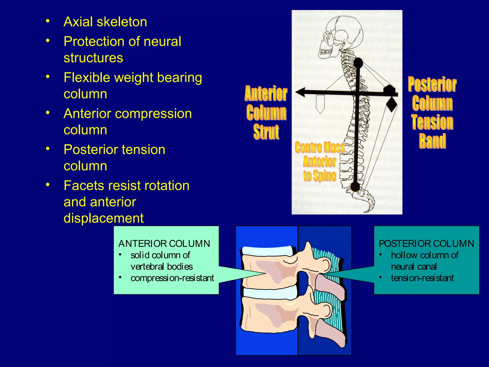 Clinical spinal anatomy for students v2 | PPT