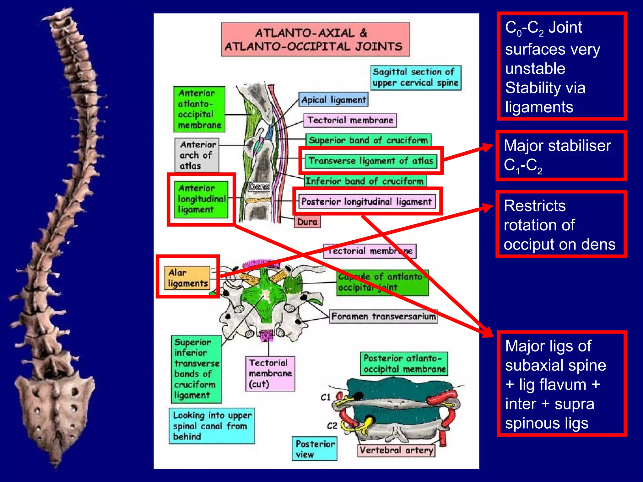 Clinical spinal anatomy for students v2 | PPT