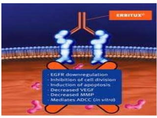 Clinical studies erbitux | PPT