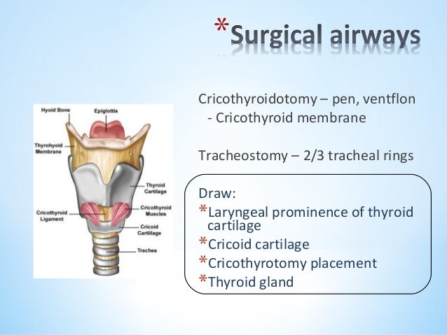 Cricothyroidotomy Anatomy