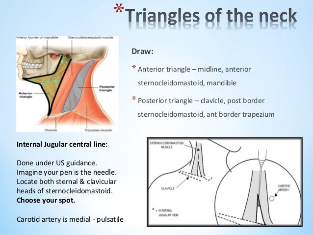 Clinical surface anatomy - Dafydd Loughran