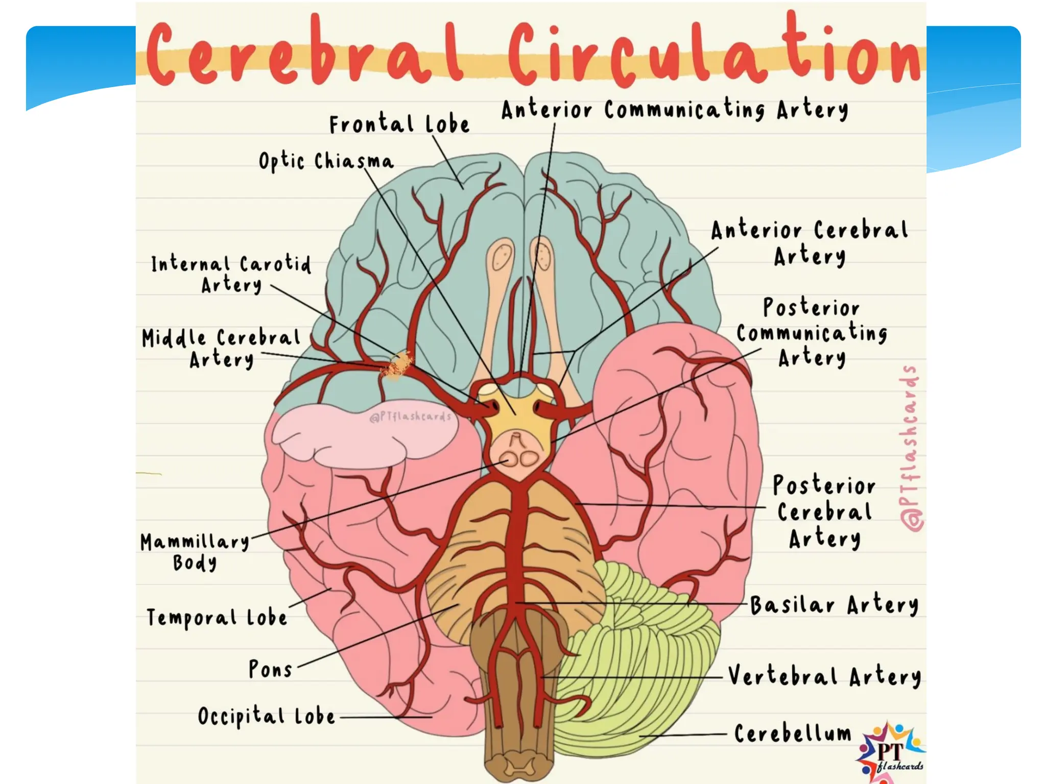 Clinical Syndromes of Cerebral Ischemic Stroke pp.pptx