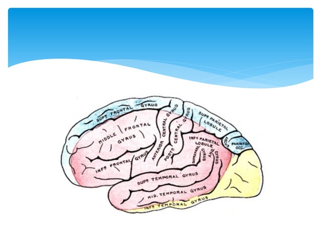 Clinical Syndromes of Cerebral Ischemic Stroke pp.pptx