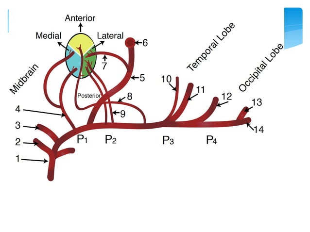 Clinical Syndromes of Cerebral Ischemic Stroke pp.pptx