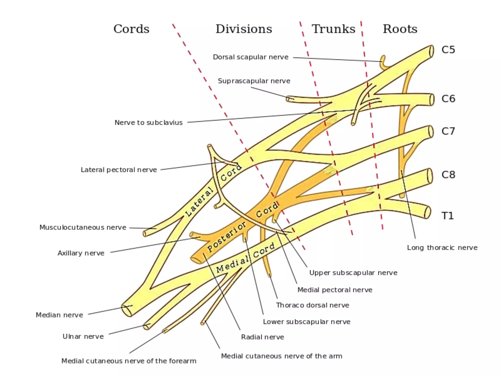 Clinical testing ulnar nerve | PPTX