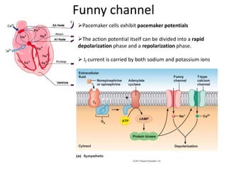 Clinical trial ivabradine | PPT