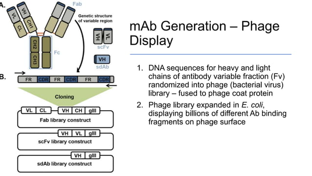 Clinical use & devleopment of adalimumab—lw | PPT