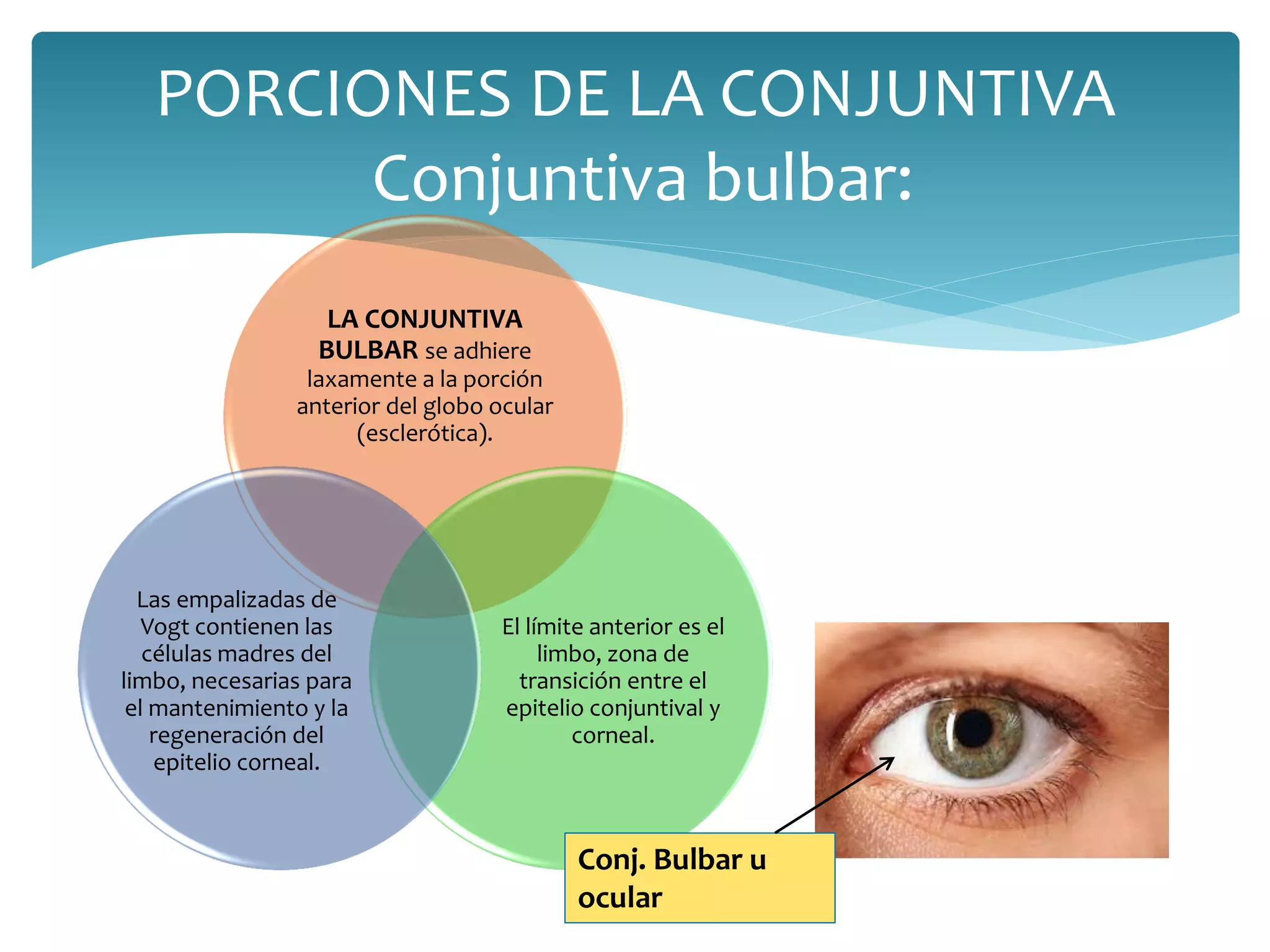 Clínica oftalmológica pregrado tema Conjuntiva | PPT