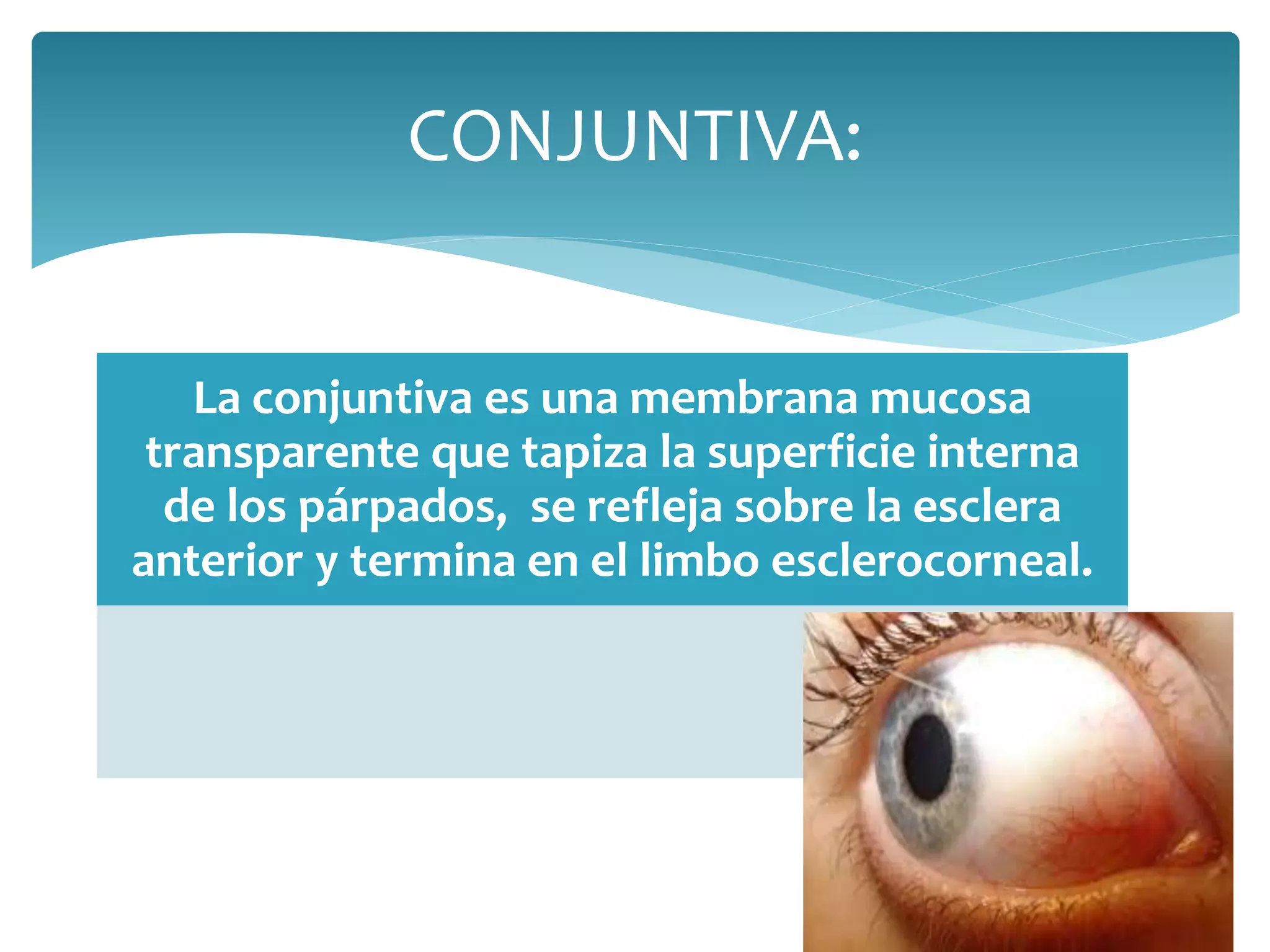 Clínica oftalmológica pregrado tema Conjuntiva | PPT