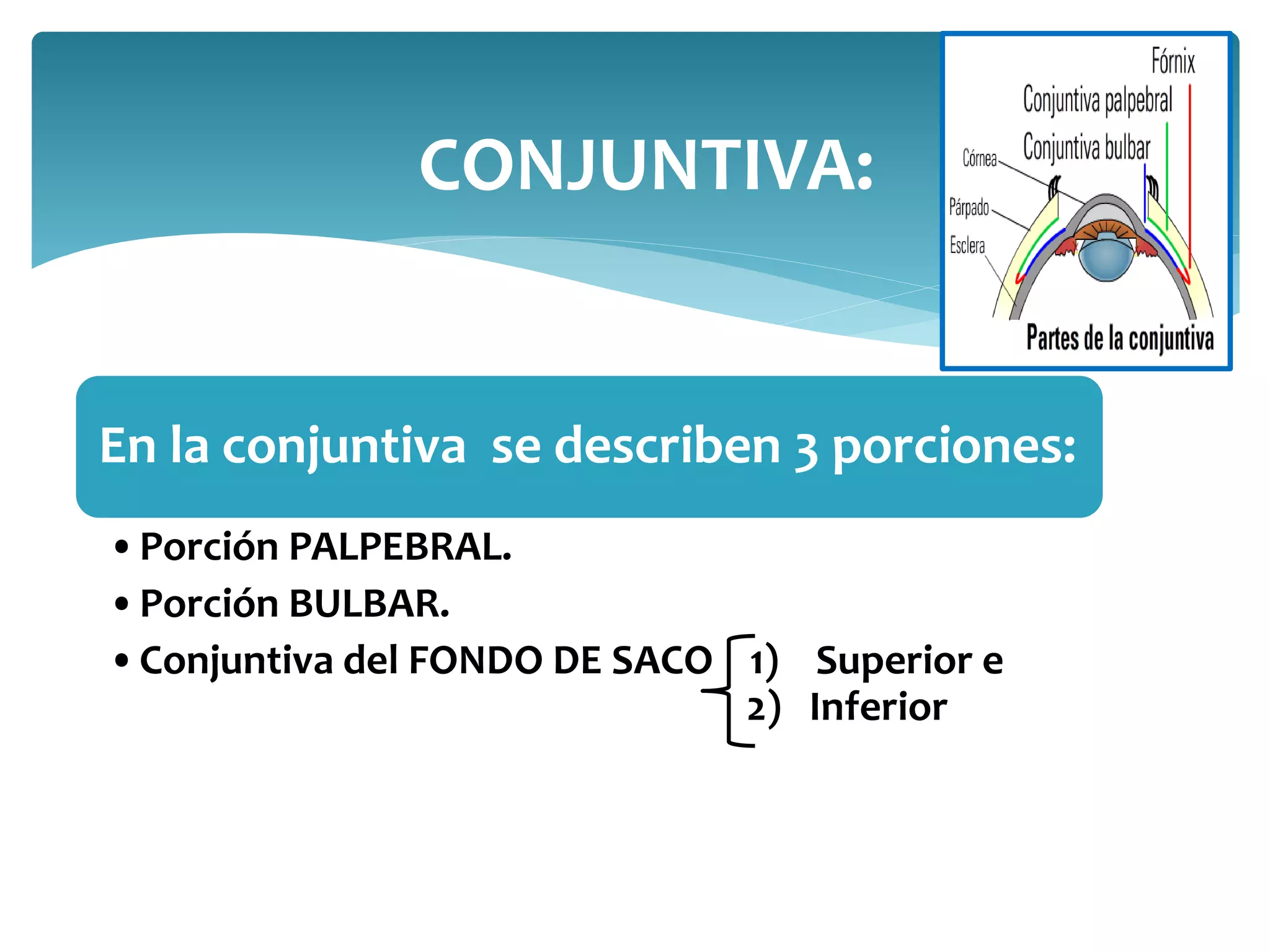 Clínica oftalmológica pregrado tema Conjuntiva | PPT