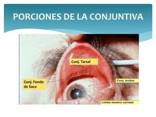 Clínica oftalmológica pregrado tema Conjuntiva | PDF