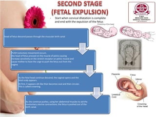 Clinic of the labor obstetric | PPT