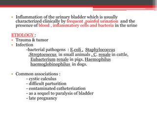 cystitis in sheep | PPTX