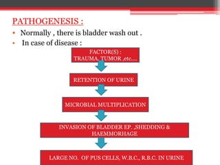 cystitis in sheep | PPTX