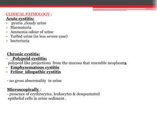 cystitis in sheep | PPTX