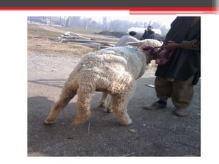 cystitis in sheep | PPTX