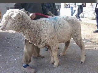 cystitis in sheep | PPTX