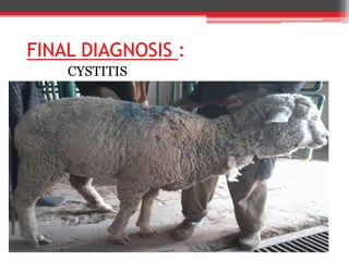 cystitis in sheep | PPTX