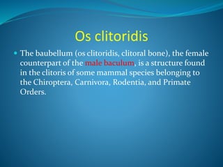 Os Clitoridis by rizwan ullah | PPTX