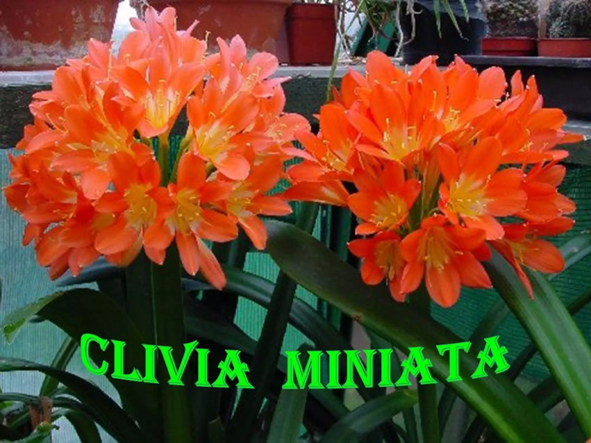 CLIVIA MINIATA | PPT