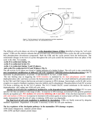 Clle cycle mostafa | PDF
