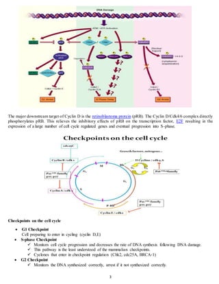 Clle cycle mostafa | PDF