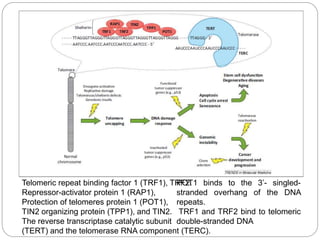 Telomere & Cancer | PPTX