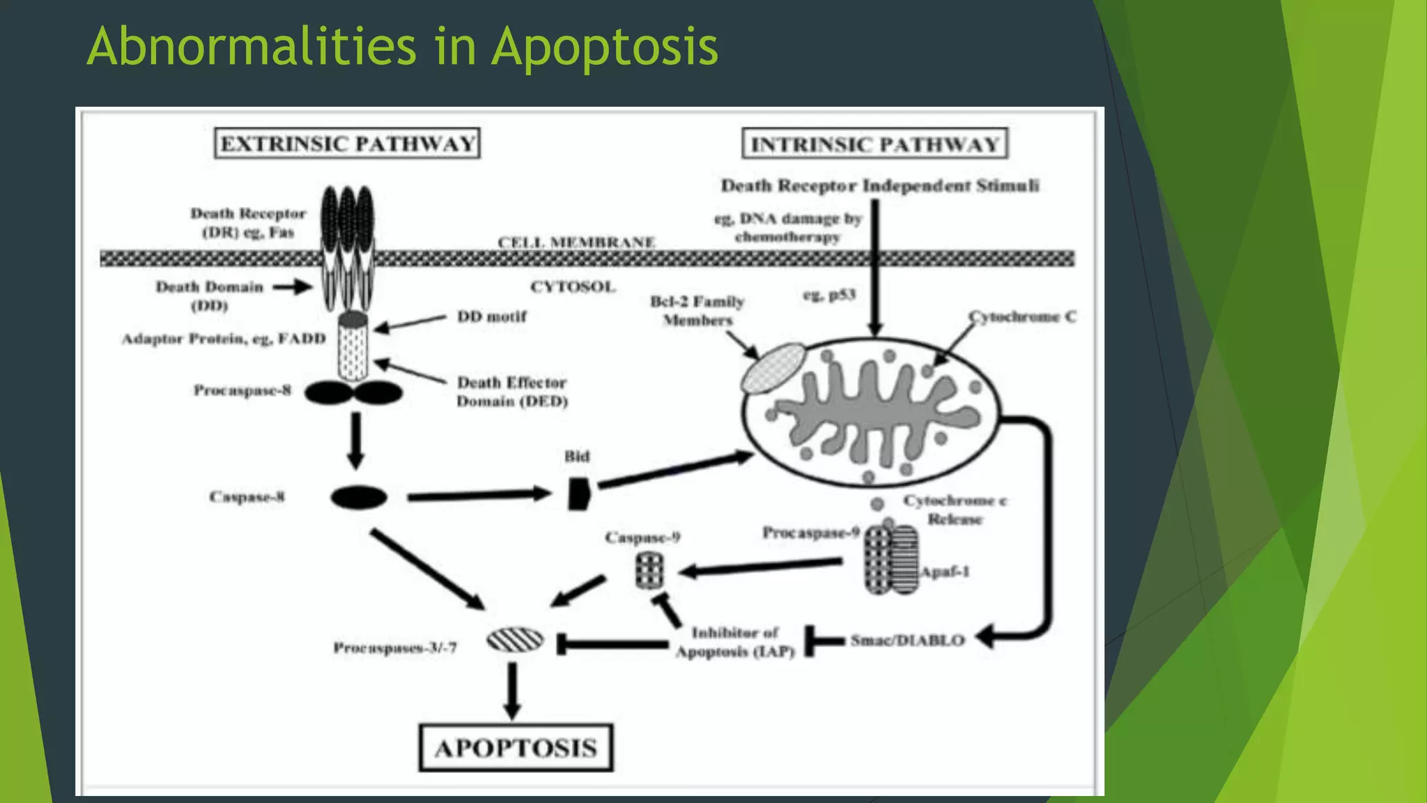 Cll pathogenesis and targeted therapy | PPTX