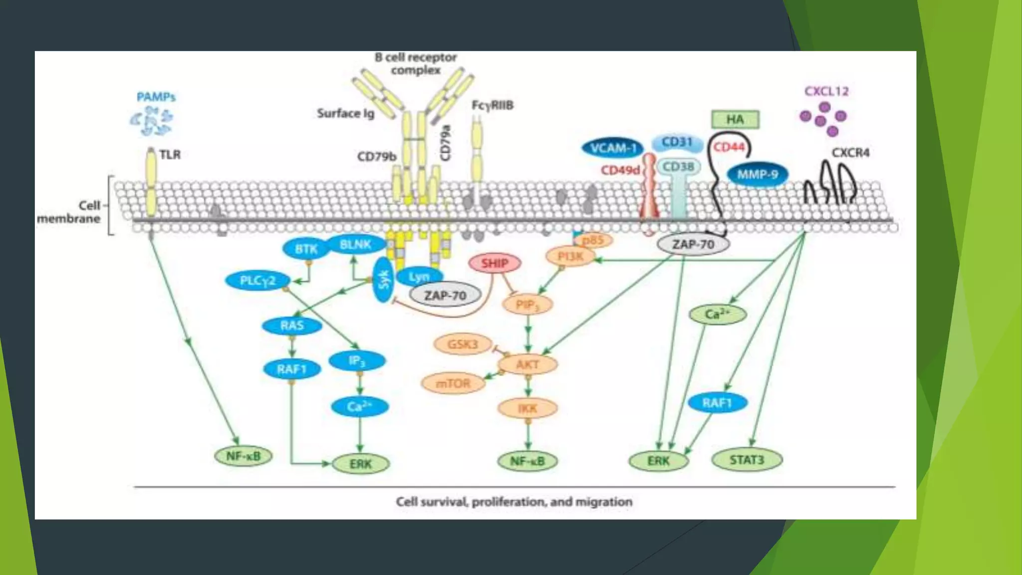 Cll pathogenesis and targeted therapy | PPTX