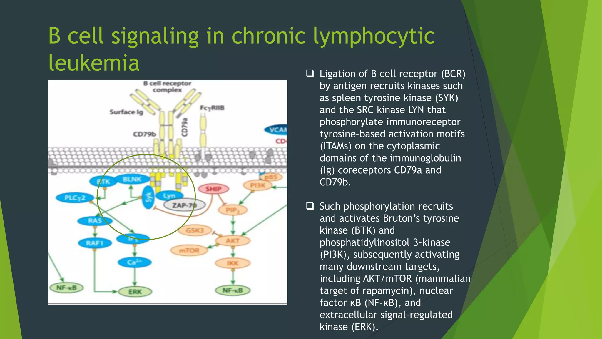 Cll pathogenesis and targeted therapy | PPTX