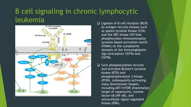 Cll pathogenesis and targeted therapy | PPT