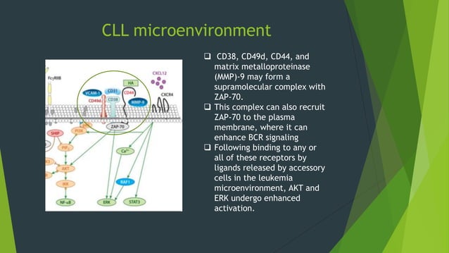 Cll pathogenesis and targeted therapy | PPT